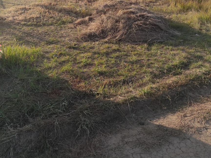 Отдам бесплатно сено