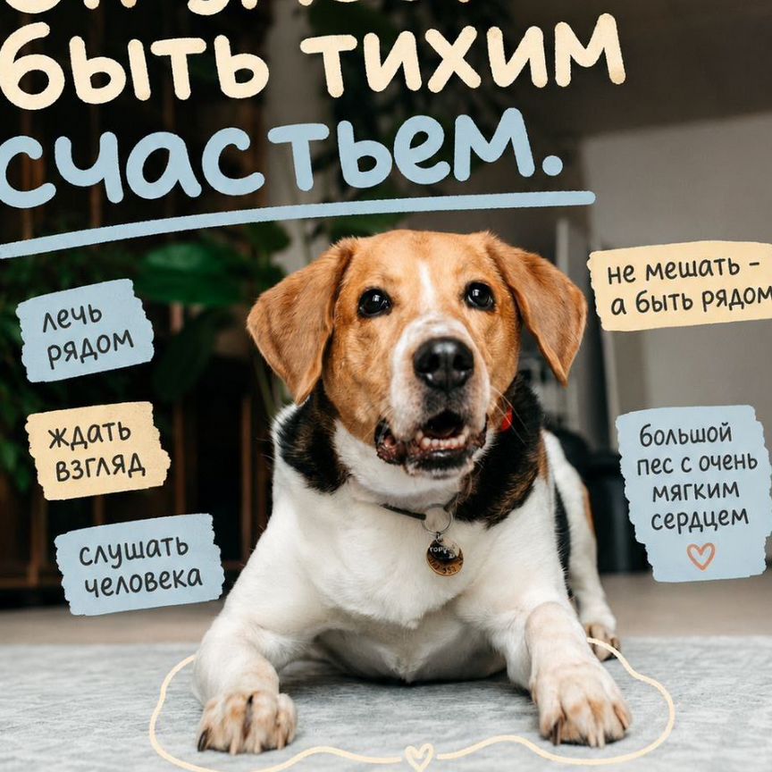 Взрослый пёс в добрые руки