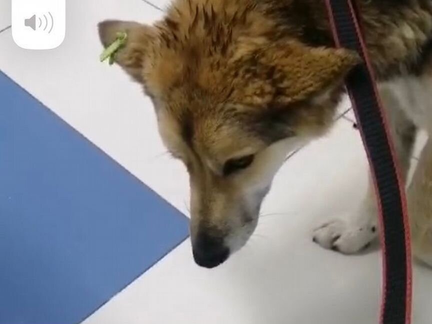 С поломанной лапой брела в некуда