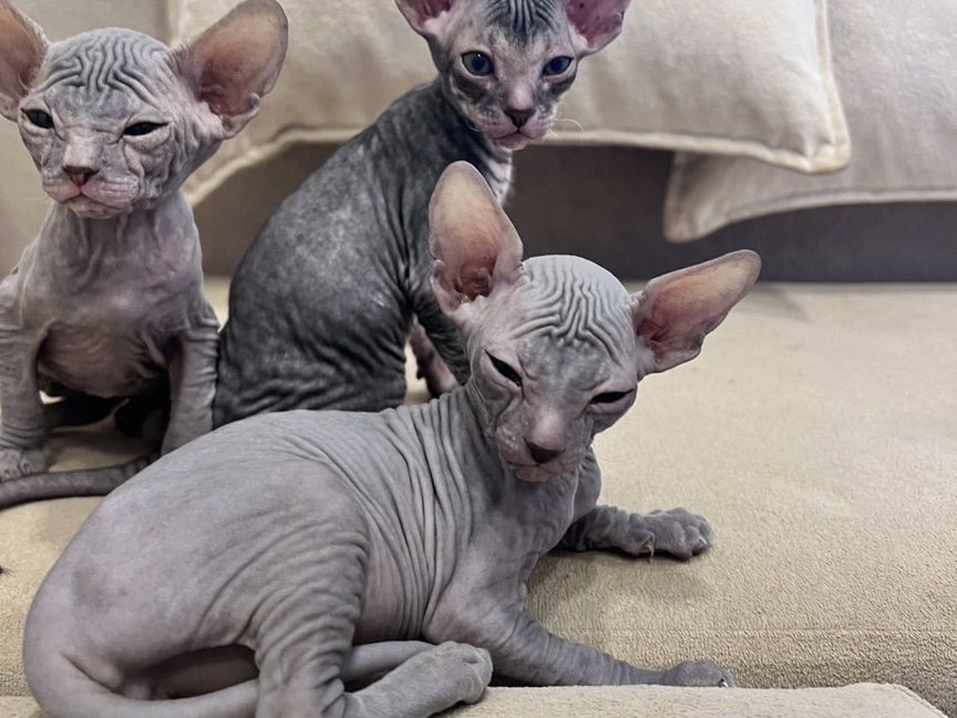 Донской сфинкс