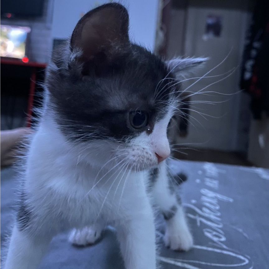 Шотландский прямоухий короткошёрстный котёнок