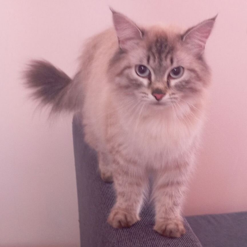Тайский котёнок