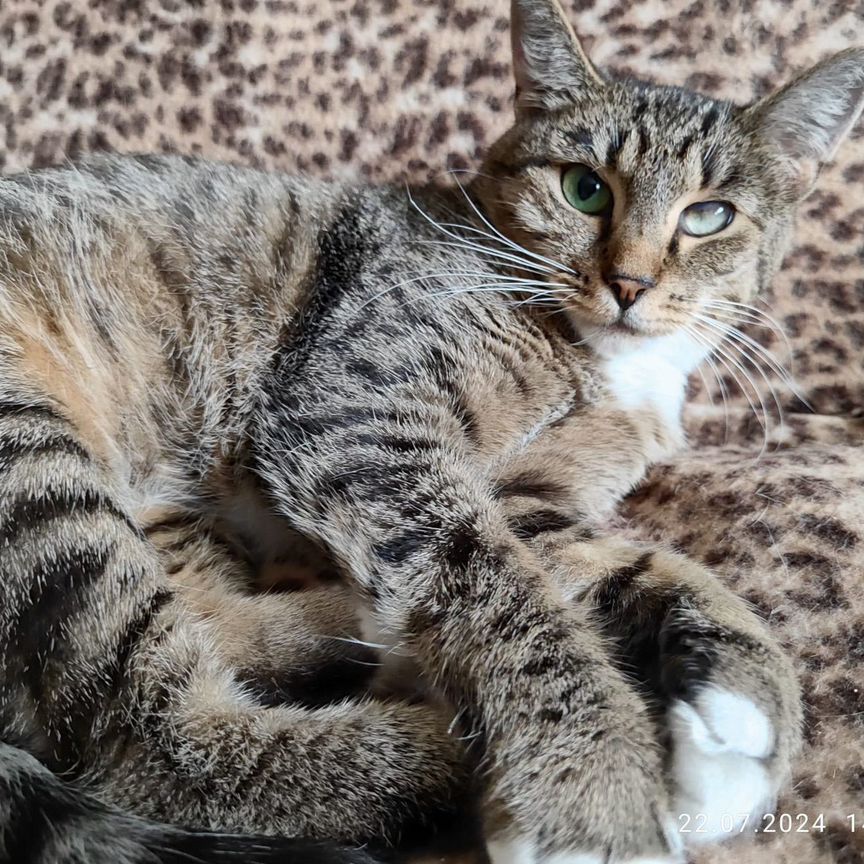 Ищет дом кошечка Марта