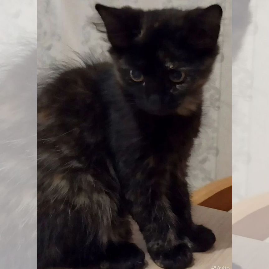 Котёнок милое солнышко