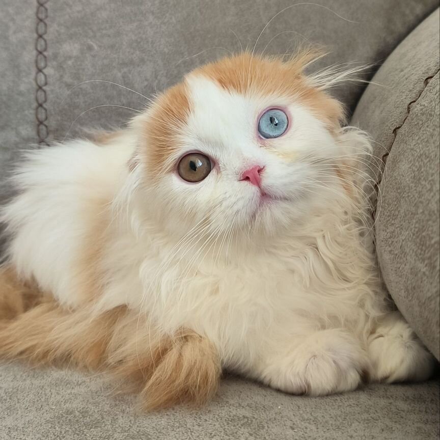 Котята уникального окраса