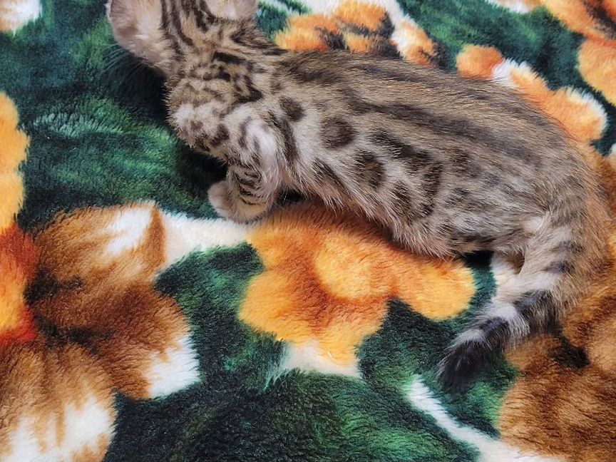 Бенгальские малыши