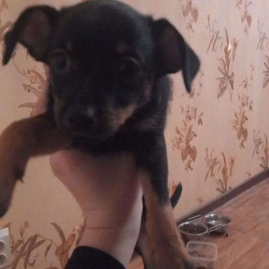 Продам тойчиков девочки