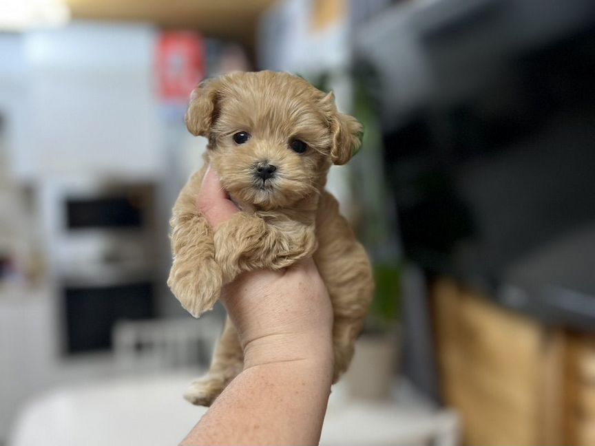 Мальтипу f1 mini