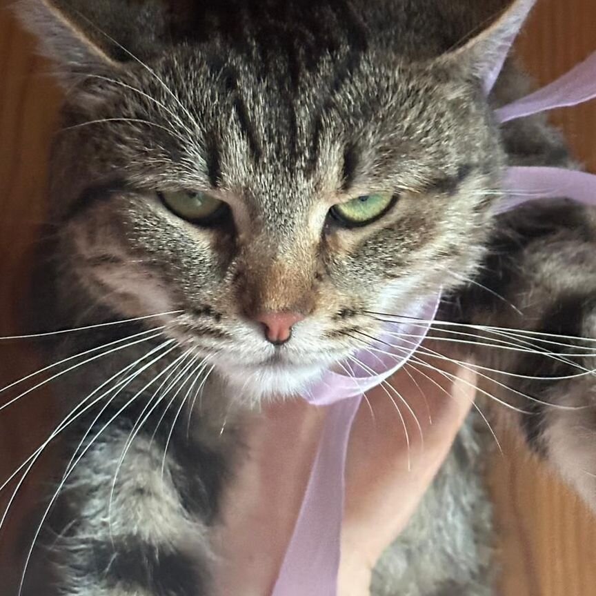 Братья коты