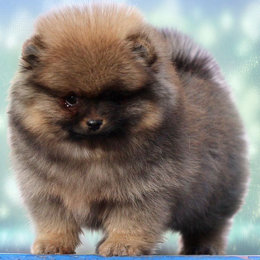 Померанский шпиц, щенок