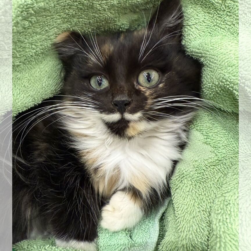 Котёнок в добрые руки