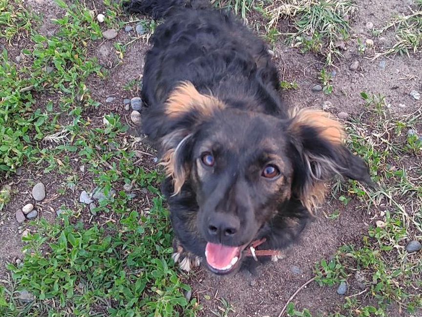 Маленькая собака