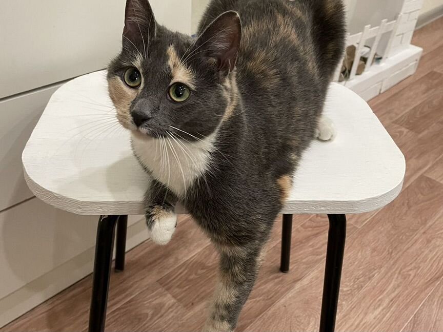 Кошечка ищет дом