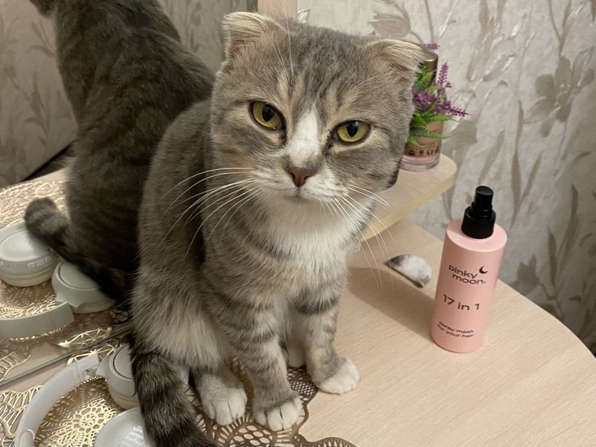 Шотландский вислоухий кот