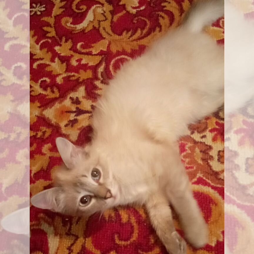 Кошечка в добрые руки бесплатно