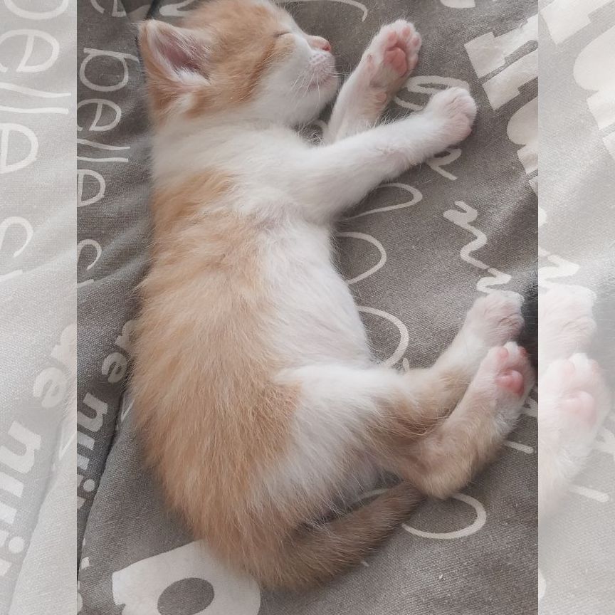 Котёнок в добрые руки