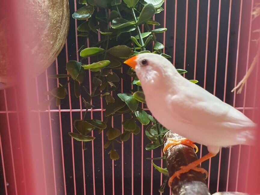 Амадины. Экзотические птицы