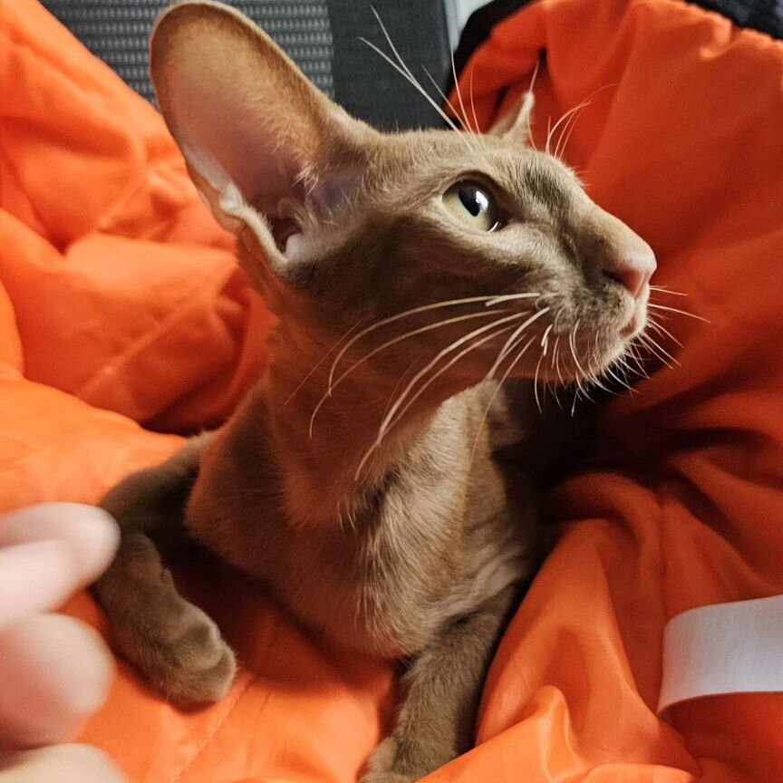 Девочка кокетка котенок циннамон