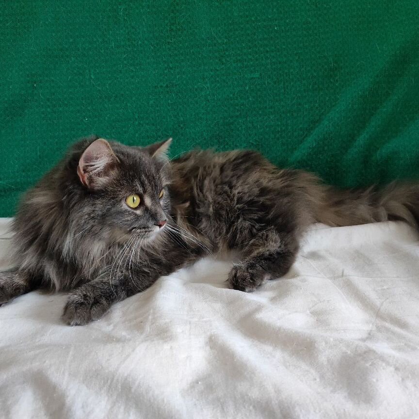 Кошка в добрые руки