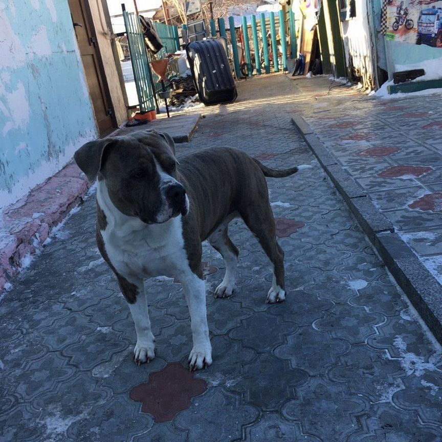 Продам собаку стаффорд 4 года