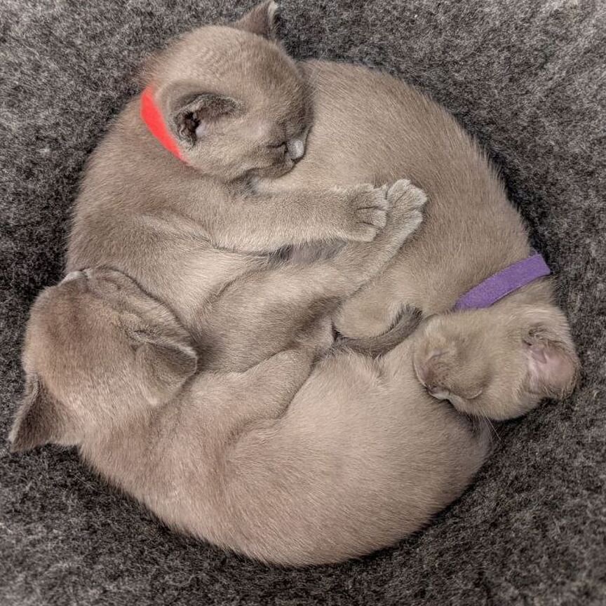Котята Бурмы