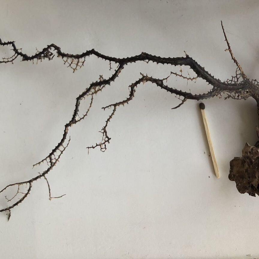 Ветка чёрного коралла Куба