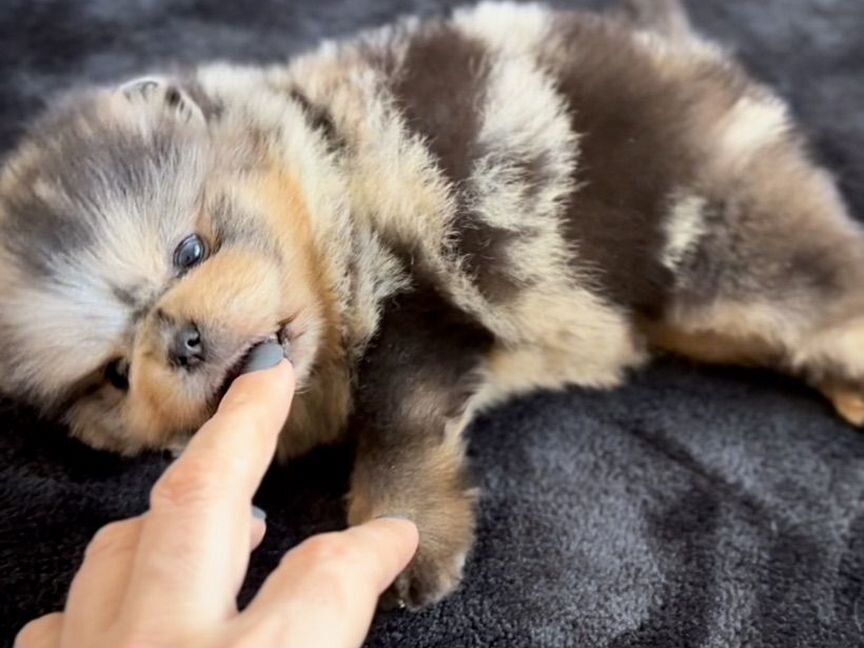 Merle tan мальчик померанец