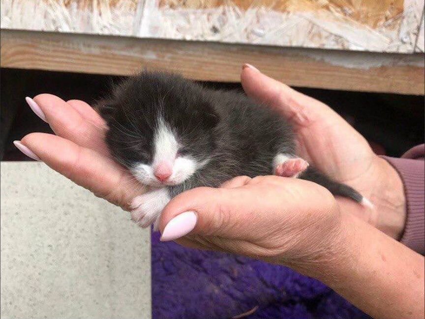 Котёнок мальчик черно-белый ласковый 2 месяца бесп