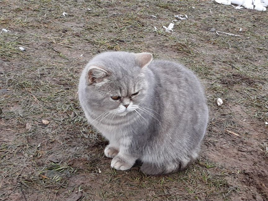 Кошечки в добрые руки