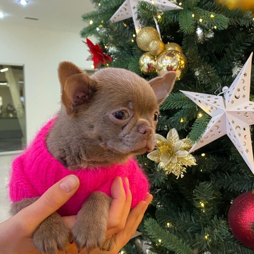 Чихуахуа, щенок