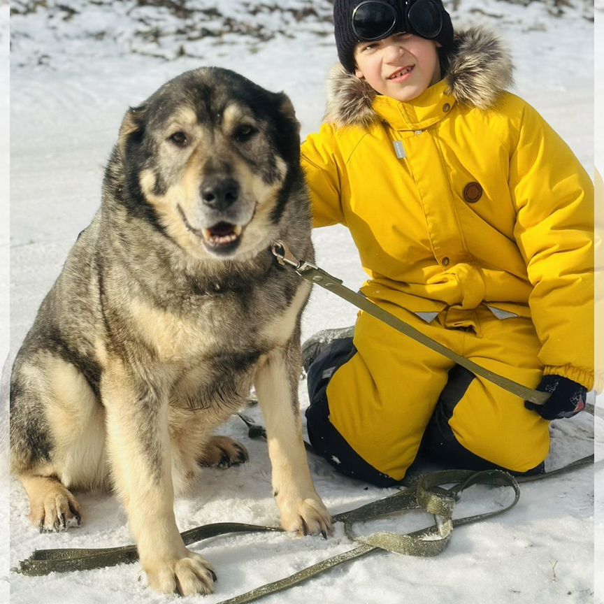 Метис лайки