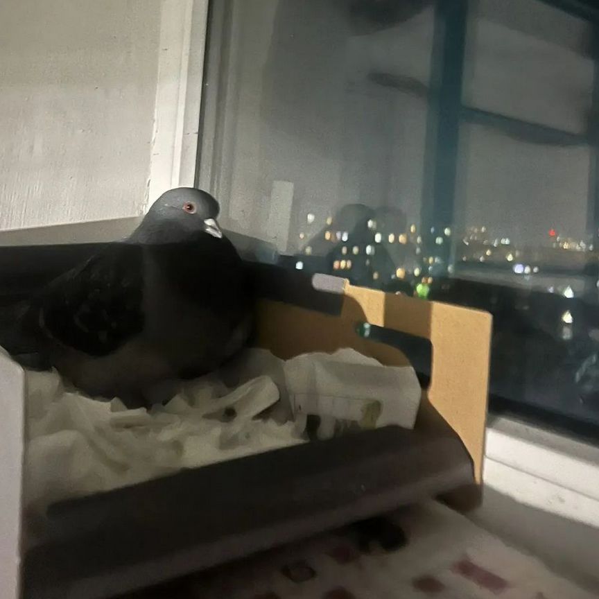 Голубь в добрые руки