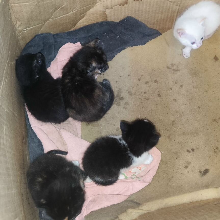 Котята в добрые руки бесплатно