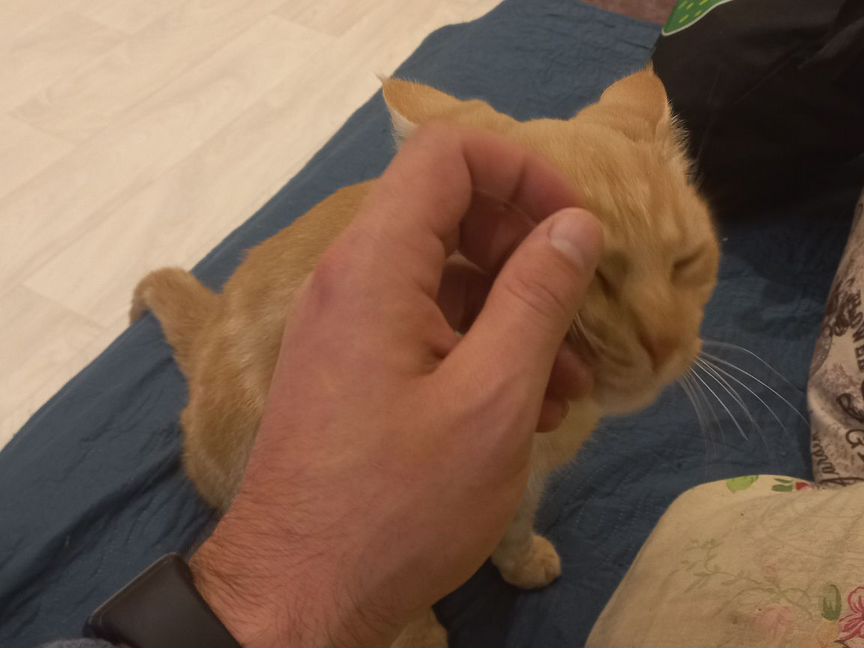 Годовалый Кот