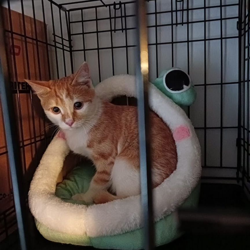 Рыжуля 4 мес