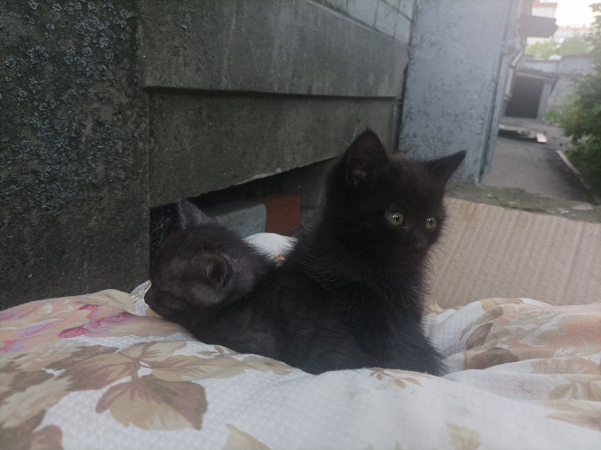 Кошки в добрые руки бесплатно