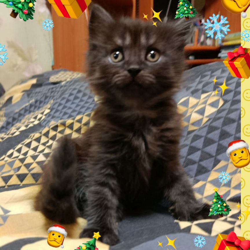 Норвежский лесной котёнок