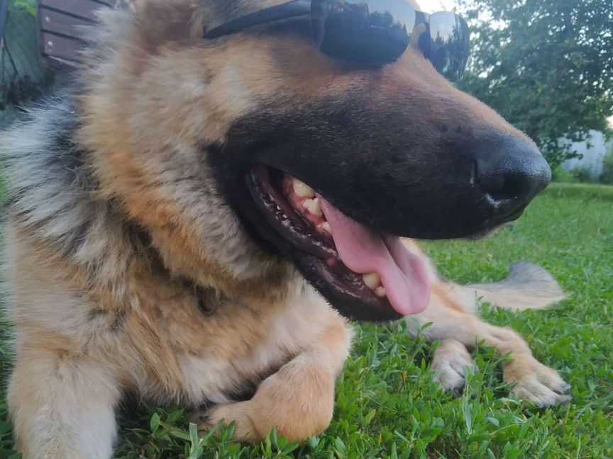 Вязка, немецкая оварка