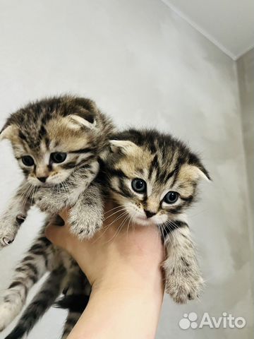 Шотландские вислоухие котята