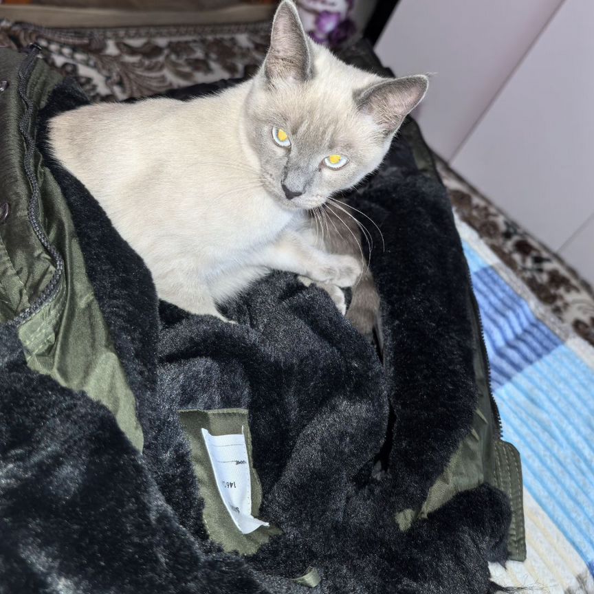 Отдам супер ласковую кошечку в добрые руки