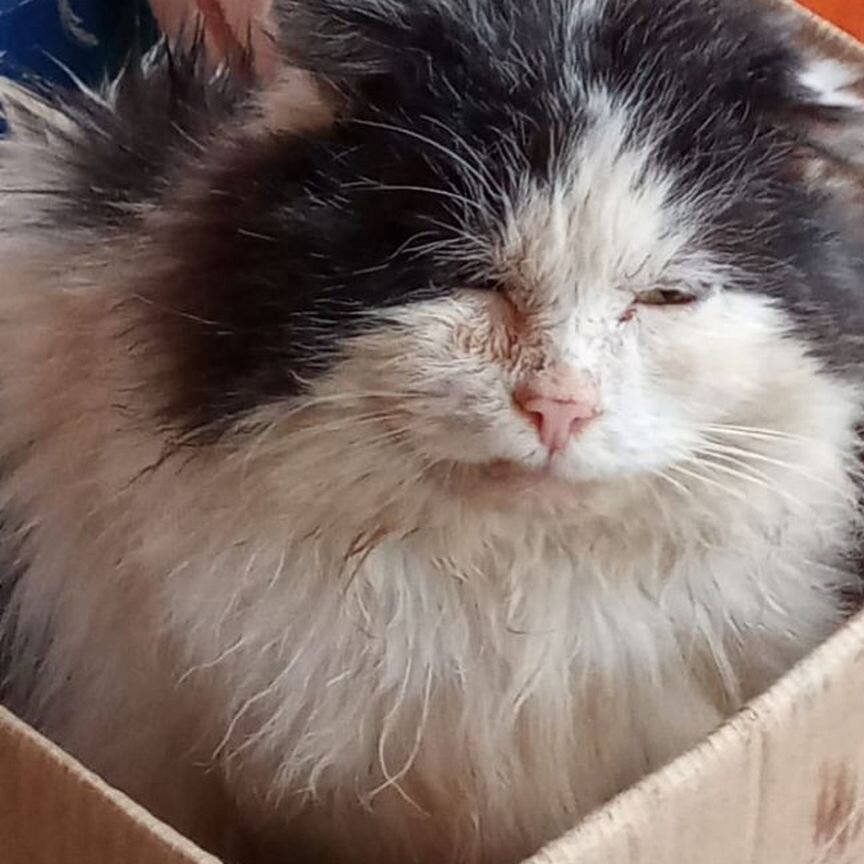 Домашний котик пропадает на дачах.Уже болеет