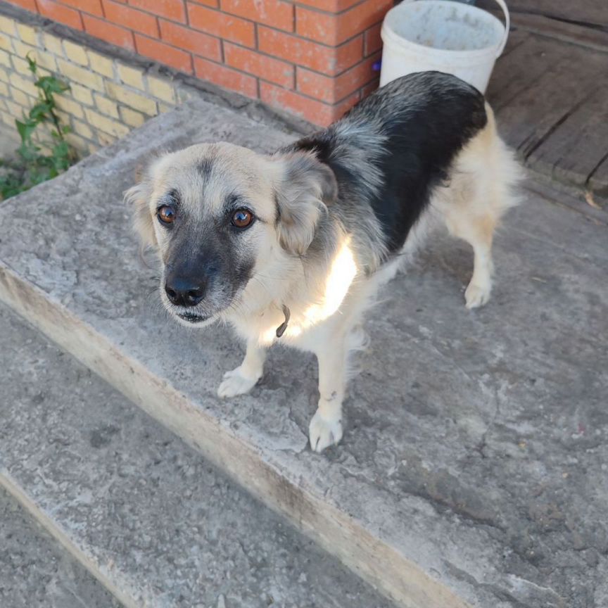 Щенята бесплатно