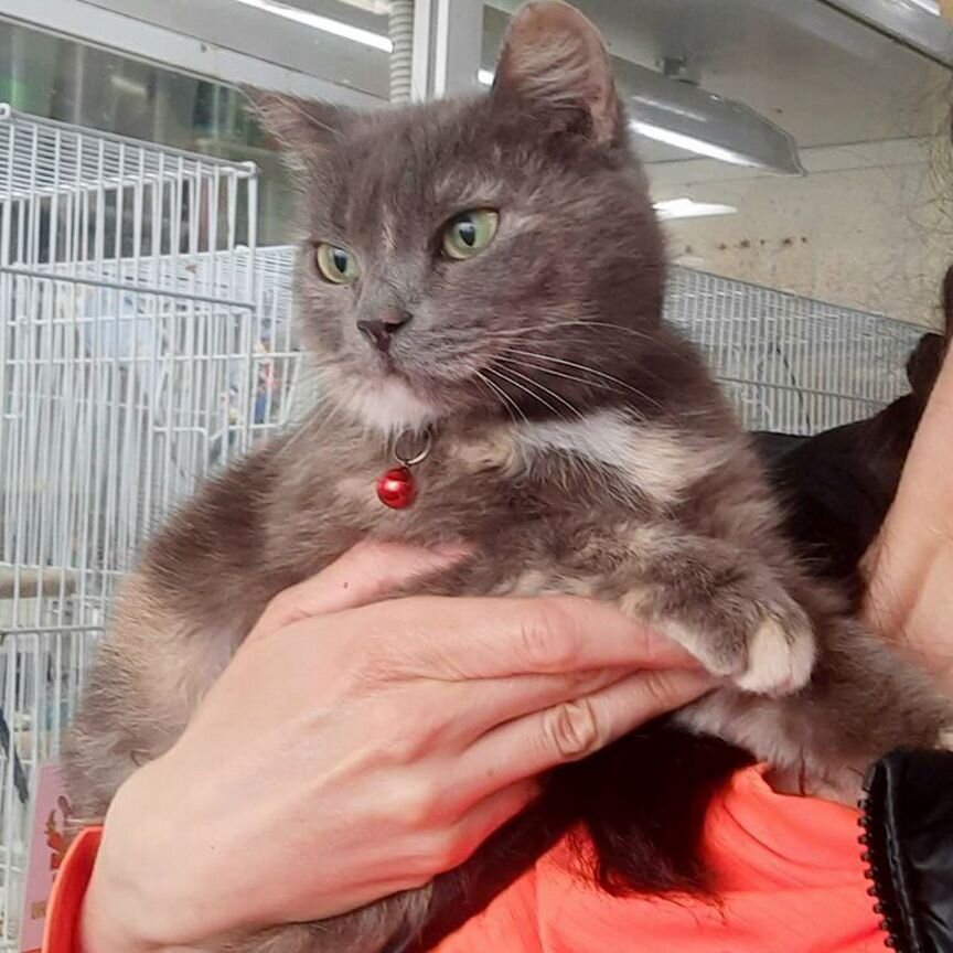 Взрослая, кошка в добрые руки