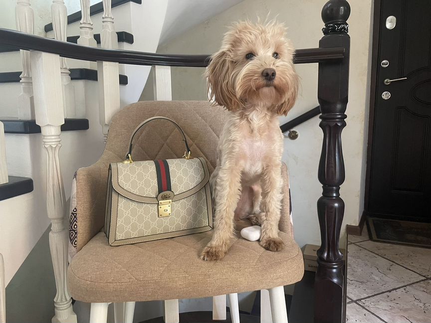 Собачка мальтипу