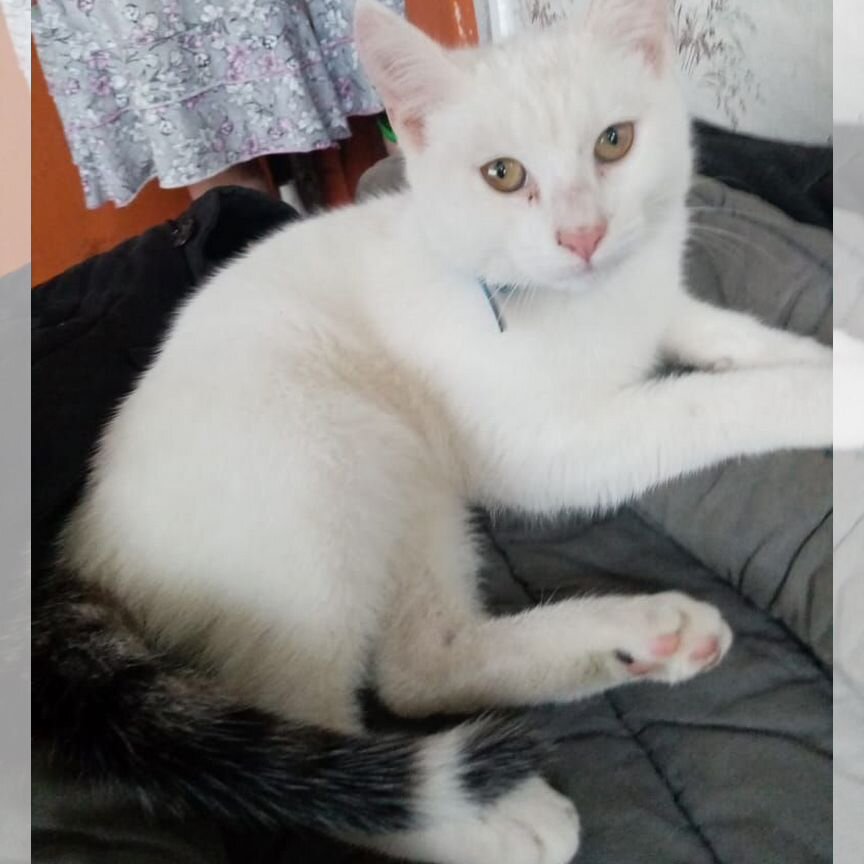 Котик в добрые руки