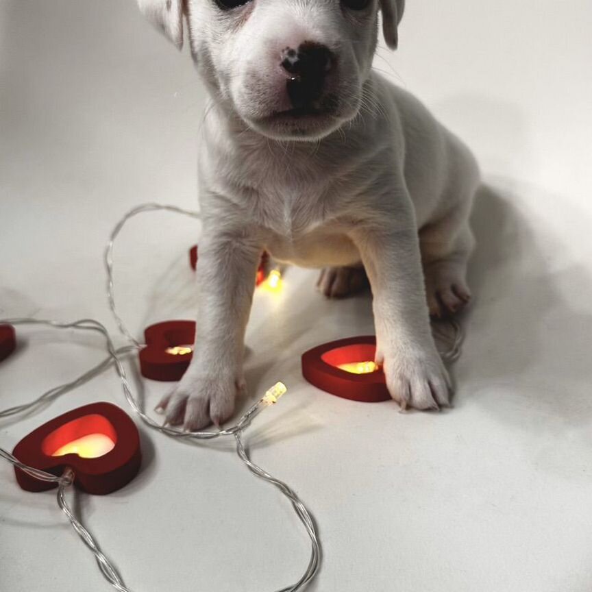 Джек рассел терьер