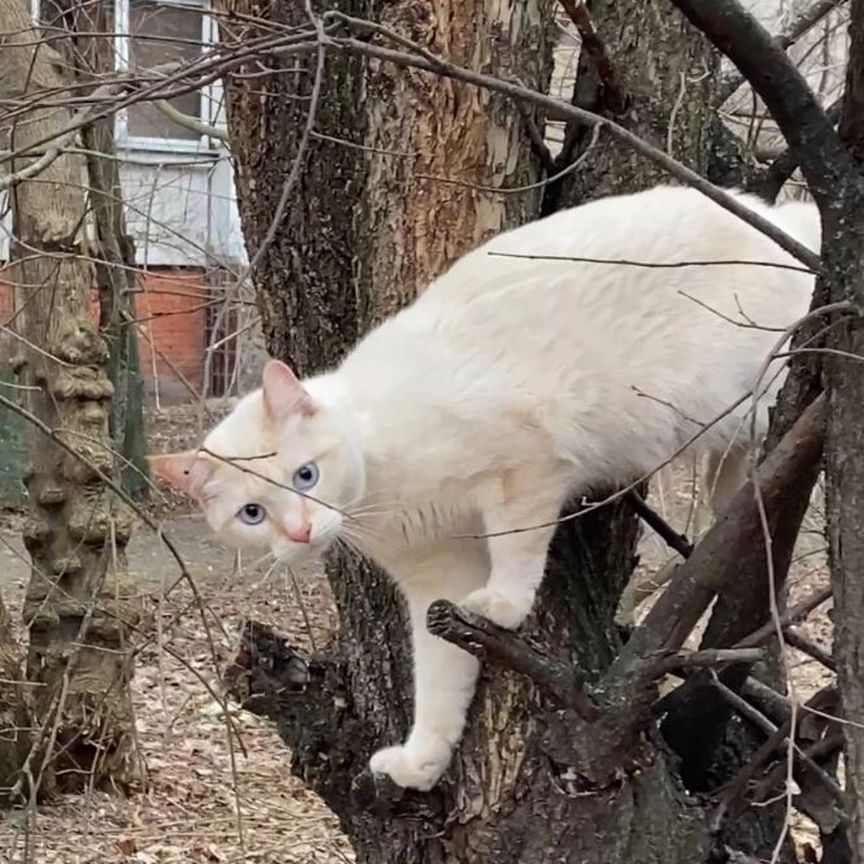 Кот на улице