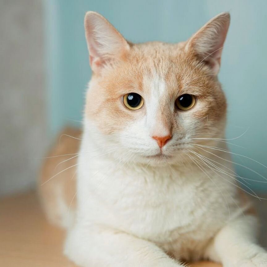 Котик Ирис ищет дом