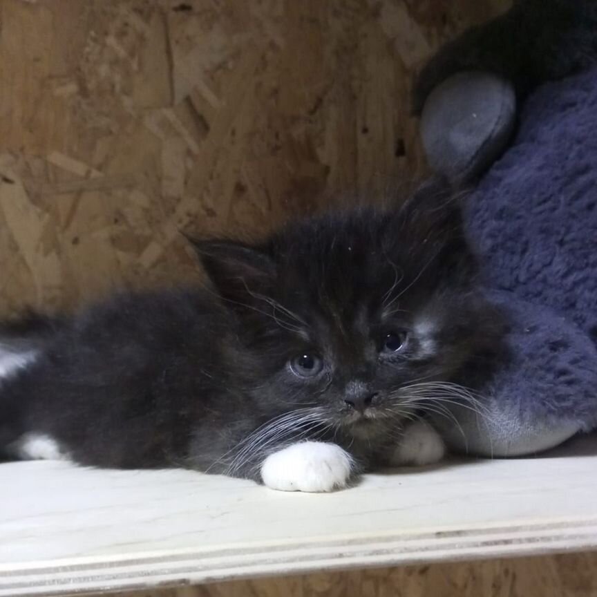 Котята ищут дом