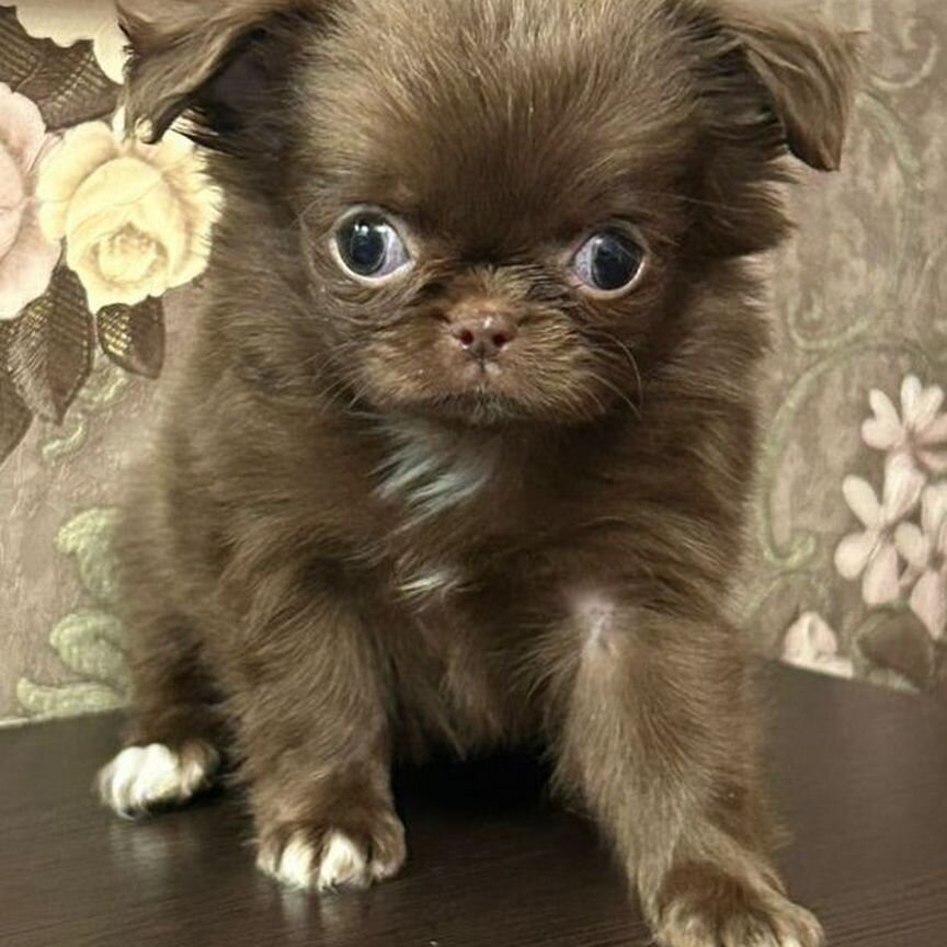 Чихуахуа мини девочка